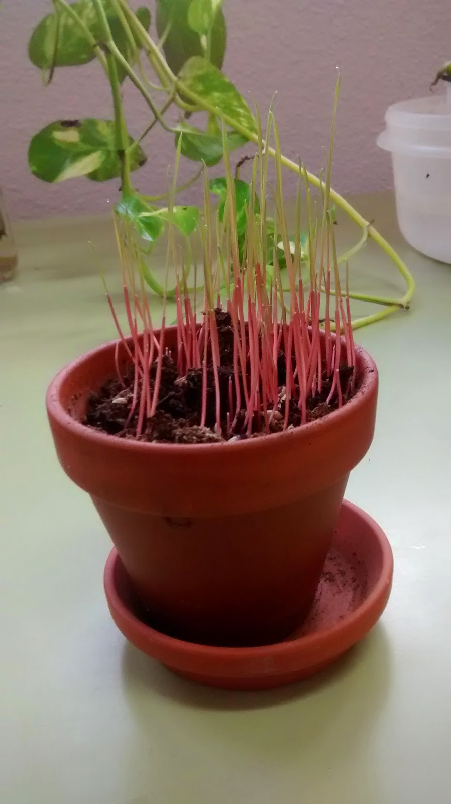 Isa Navarro: Experiments amb plantes: sense llum