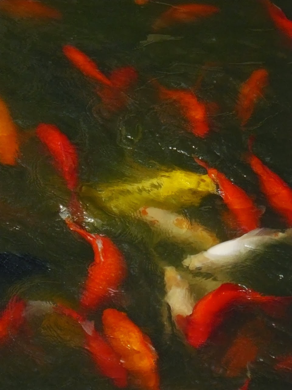 Fish B4U Fly: "Fly" Fishing in China? - Catch and Release in the ...