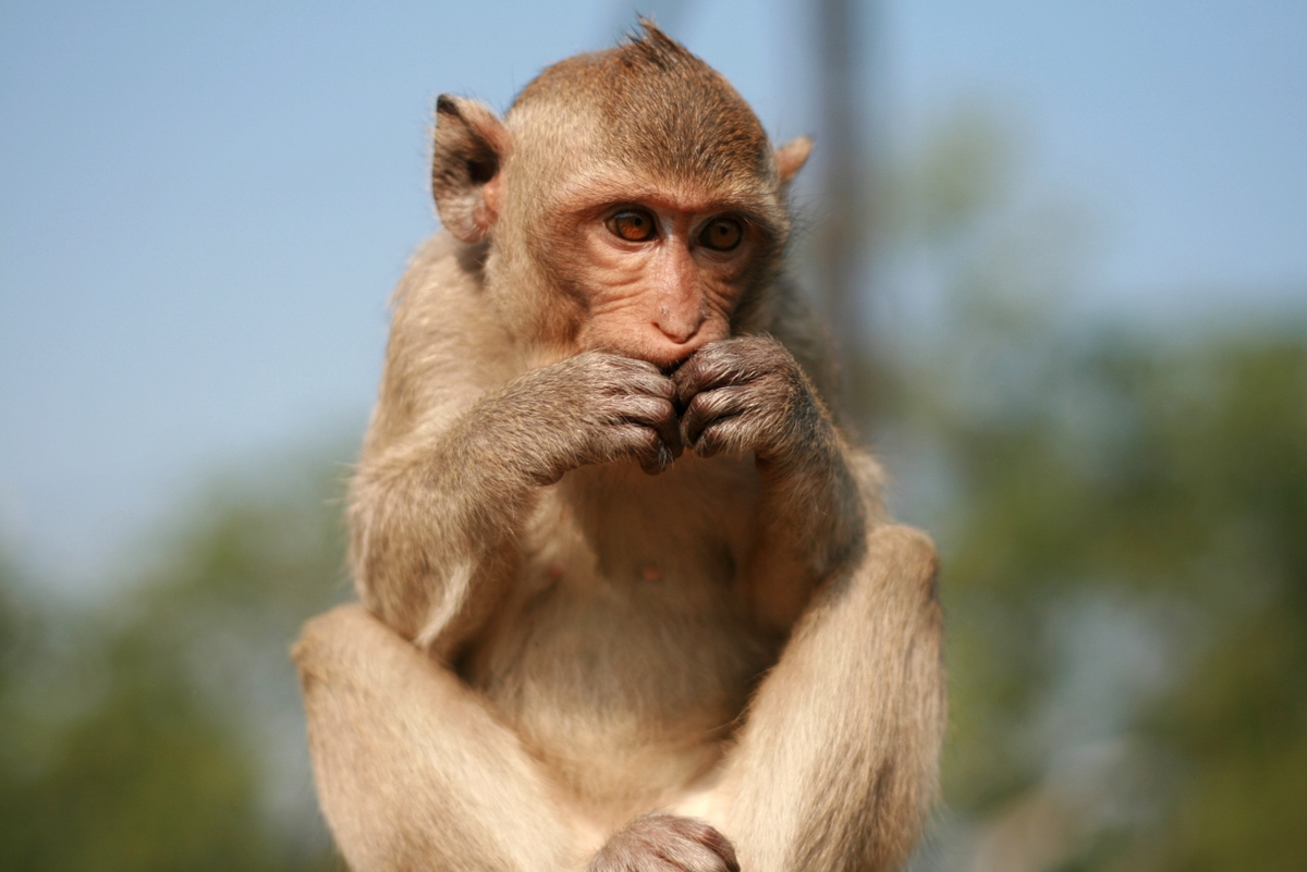Singes et curry à Lopburi