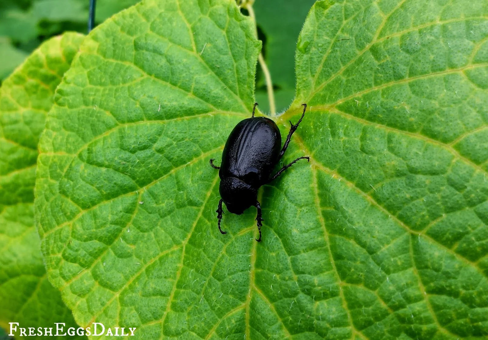 Good Bugs vs. Bad Bugs | The Struggle between Good and Evil in the ...