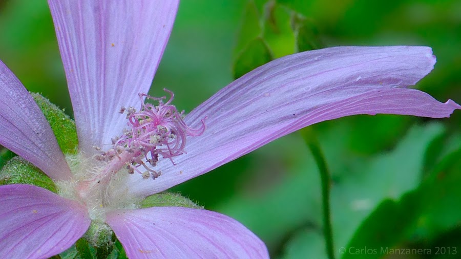 Natura de Caps de Setmana: Malva neglecta