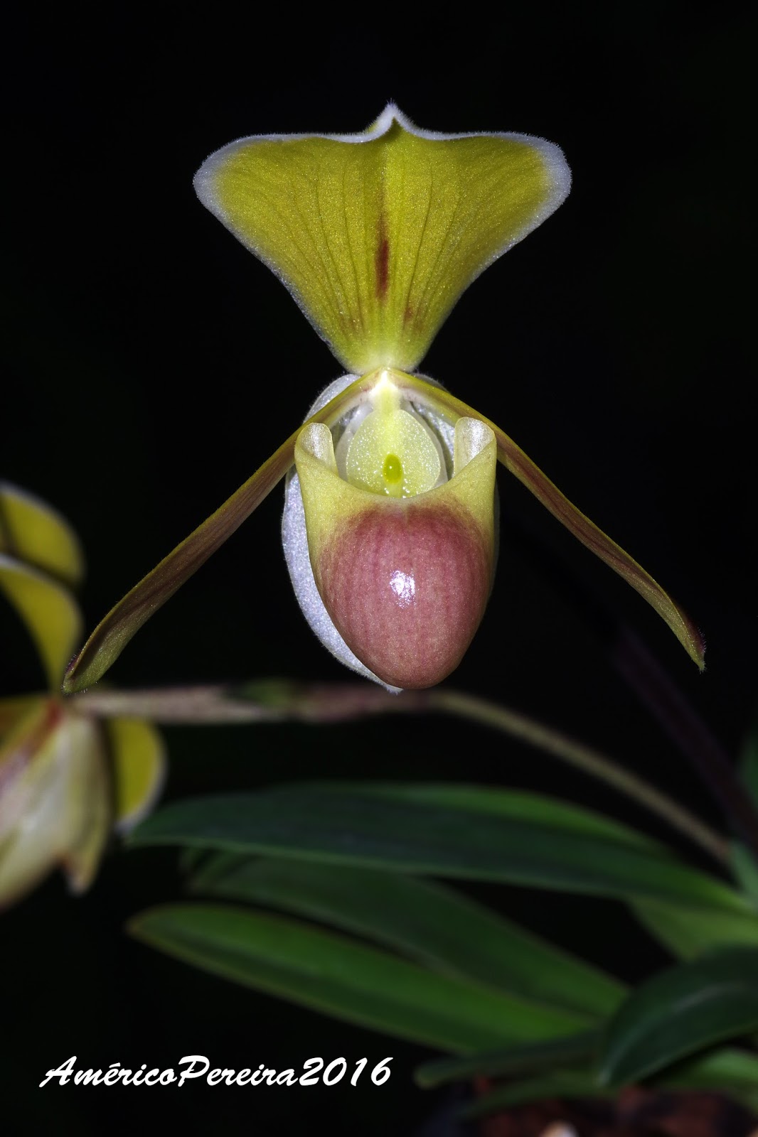 Orquídeas soltas: Paphiopedilum helenae