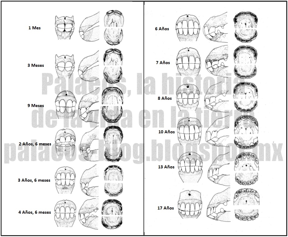 Palaeos, la historia de la Vida en la Tierra: Notas cortas: Colmillos ...
