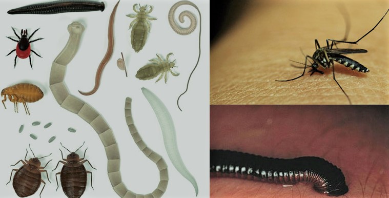 Human Parasitology Unit – 1 Host Parasite Relationship, Importance of ...