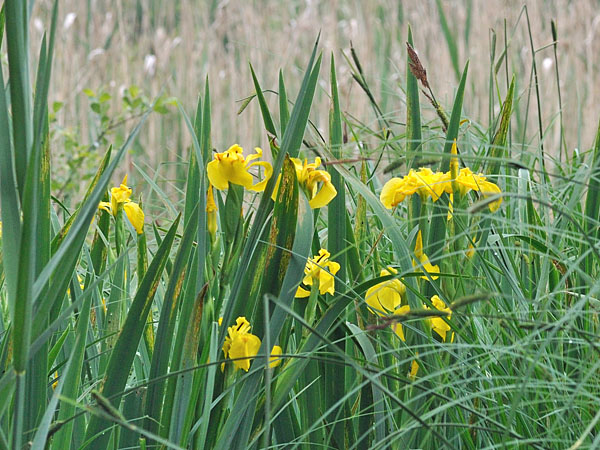 plantenwandeling: Gele lis