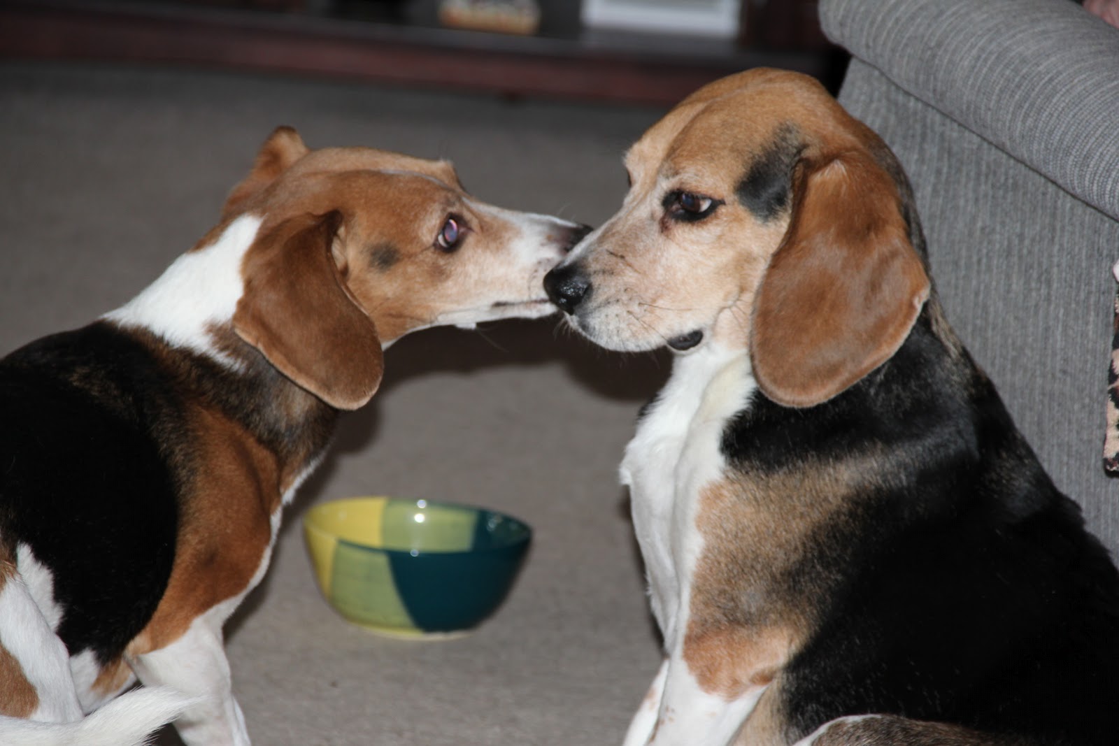 Beagle Blog