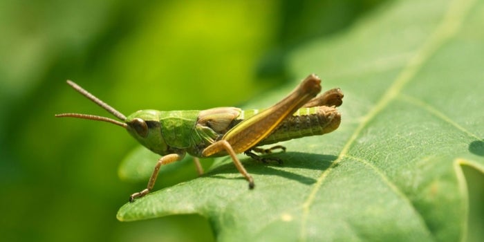 México a través de la mirada de una cubana: Curiosidades de los Grillos