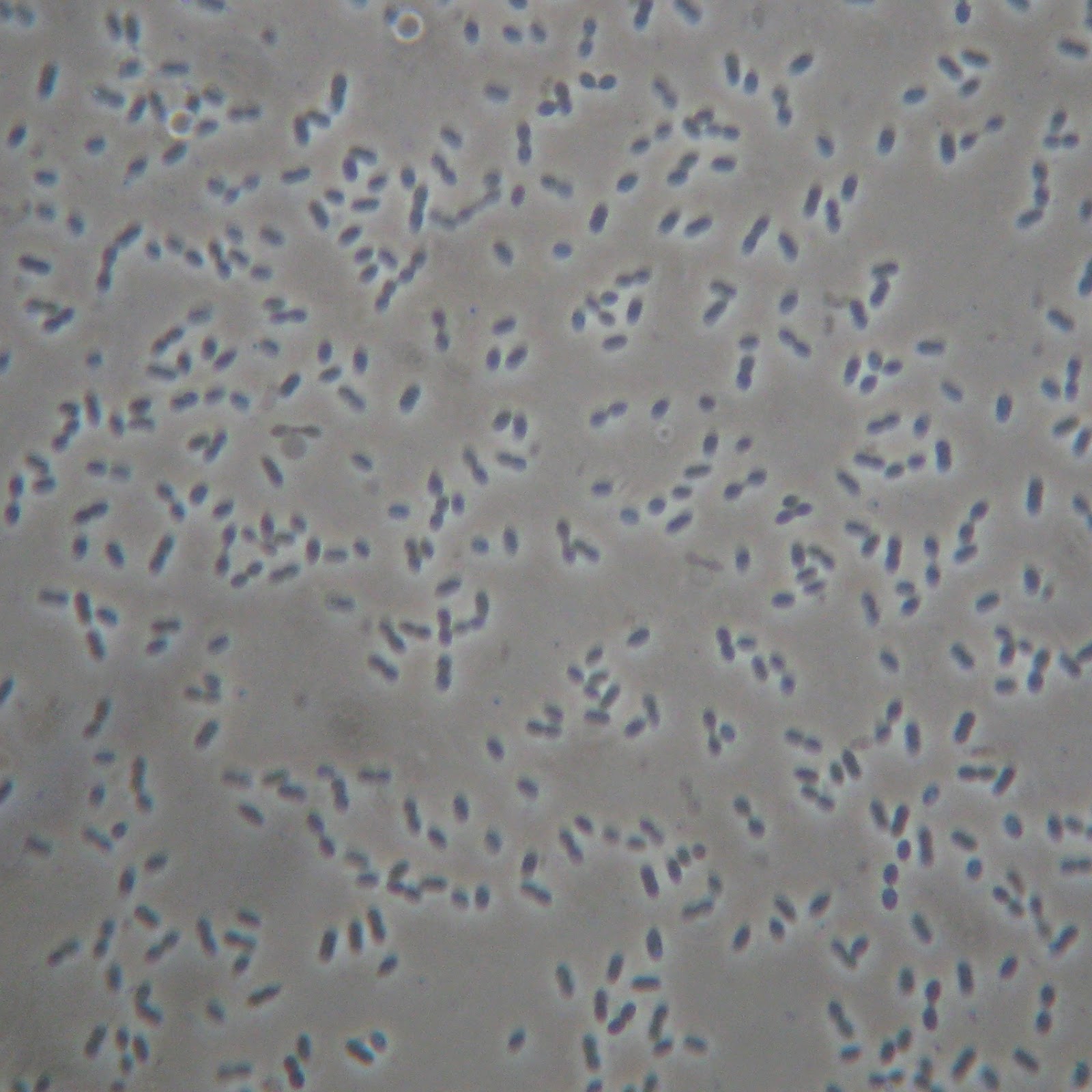 BacterioFiles - the Microbiology Podcast for Microbe Lovers