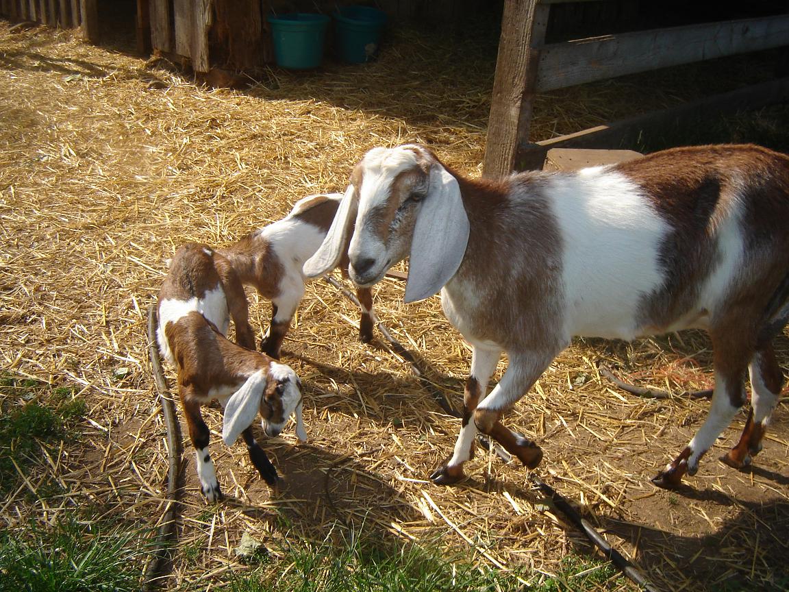 IMPORT ANIMALE REP.MOLDOVA SI ALTE OFERTE: CAPRE DE LAPTE