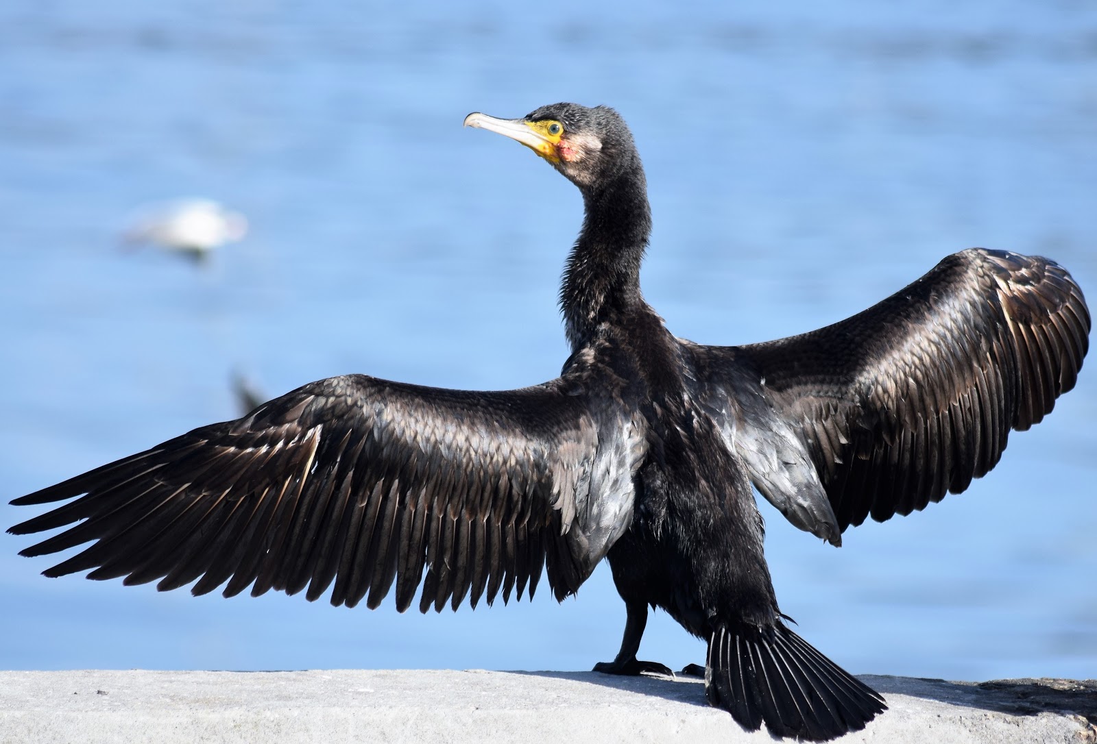 Imagens da vida animal: Avifauna de Almada (XIX): Corvo-marinho-de ...