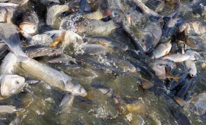 ΠΑΛΛΑΔΑ ΑΘΗΝΑ: ΤΑ ΨΑΡΙΑ ΣΕ ΙΧΘΥΟΚΑΛΛΙΕΡΓΕΙΕΣ ΧΑΝΟΥΝ ΚΥΡΙΟΛΕΚΤΙΚΑ ΤΗΝ ...