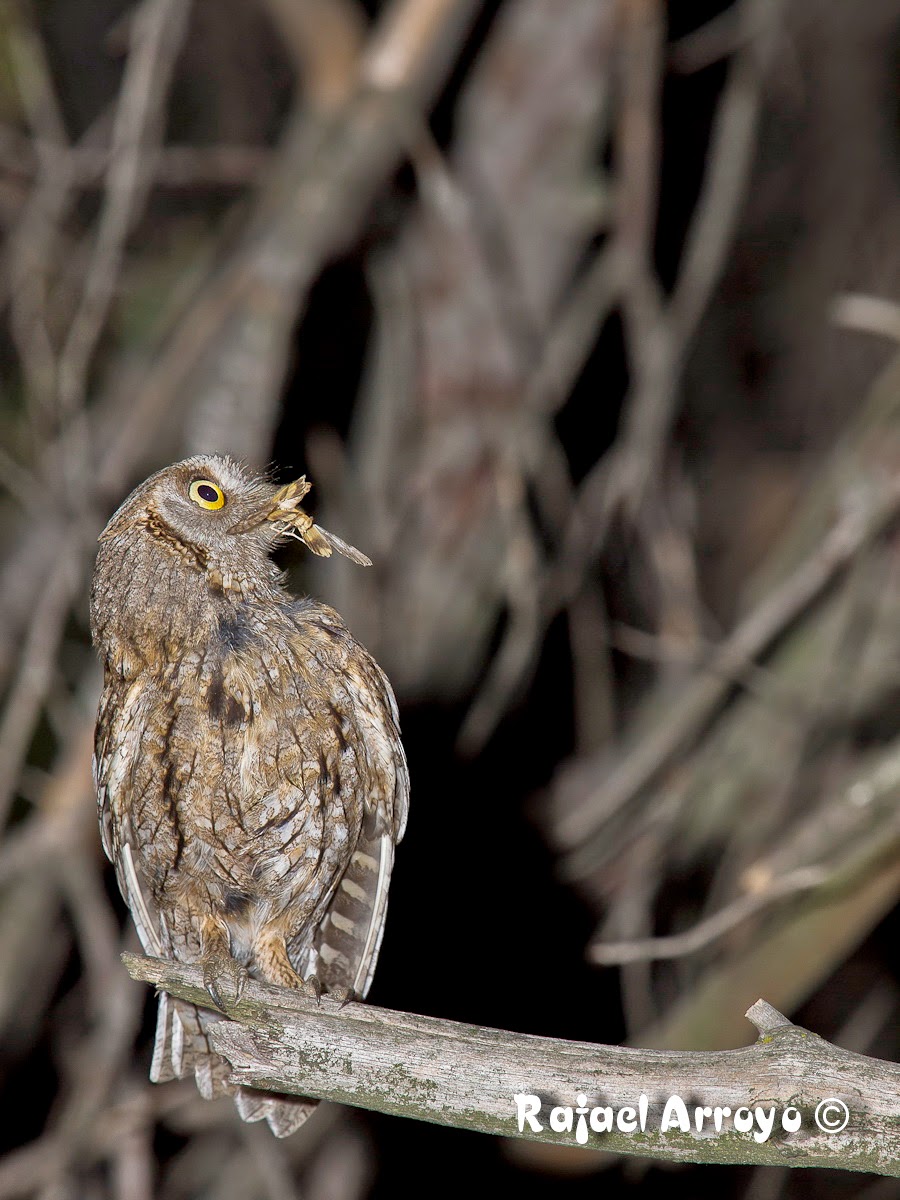 NATURALEZA EN LA COMARCA REQUENA-UTIEL. CAMPEANDO CON MI CAMARA ...