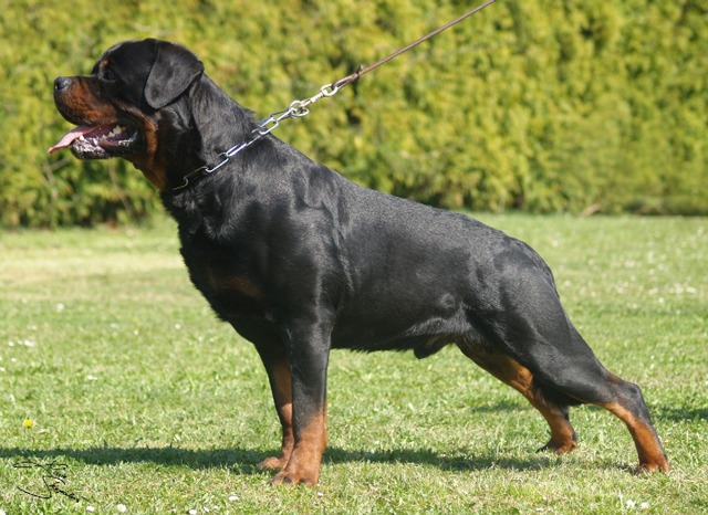 Images: german rottweiler