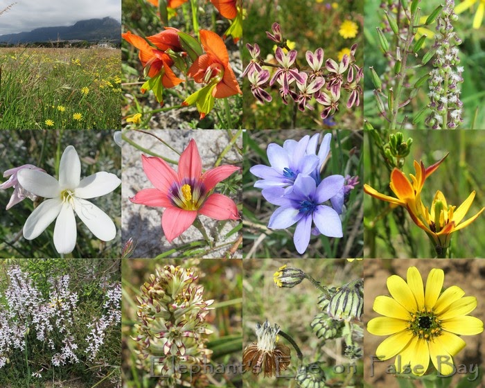 Elephant's Eye on False Bay
