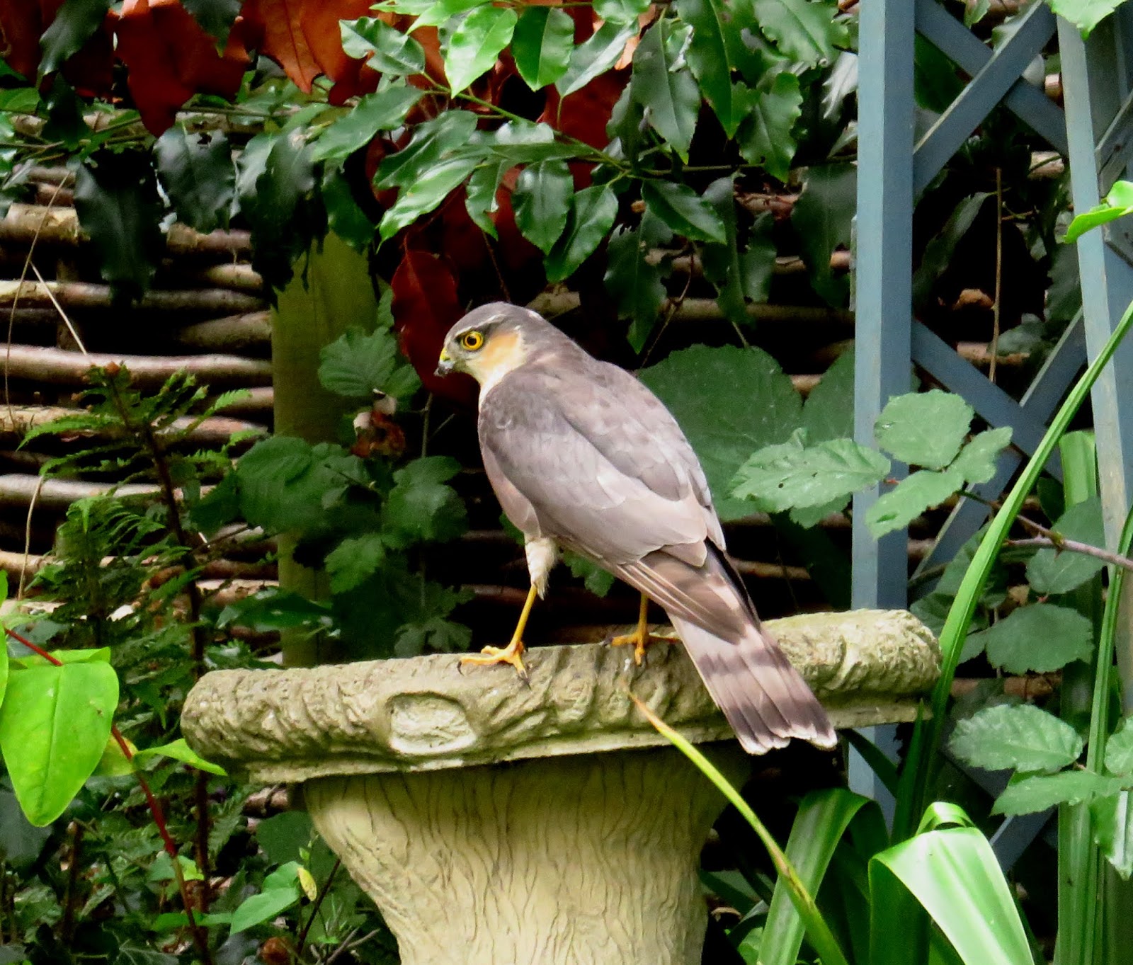 MERSEA WILDLIFE: GARDEN HAWK