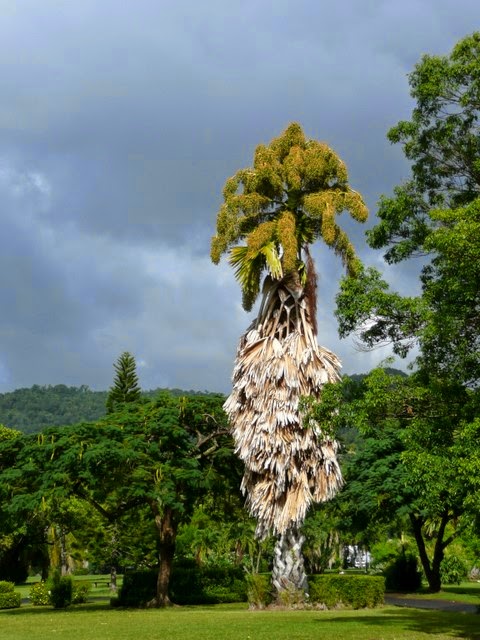 La Gazette de Babo: Tallipot