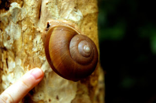 10 Spesies Darat Yang Dapat Bercahaya - UNIKLOPEDIA