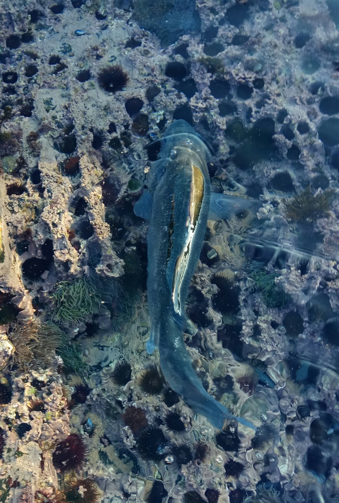 Pesca na Costa Alentejana