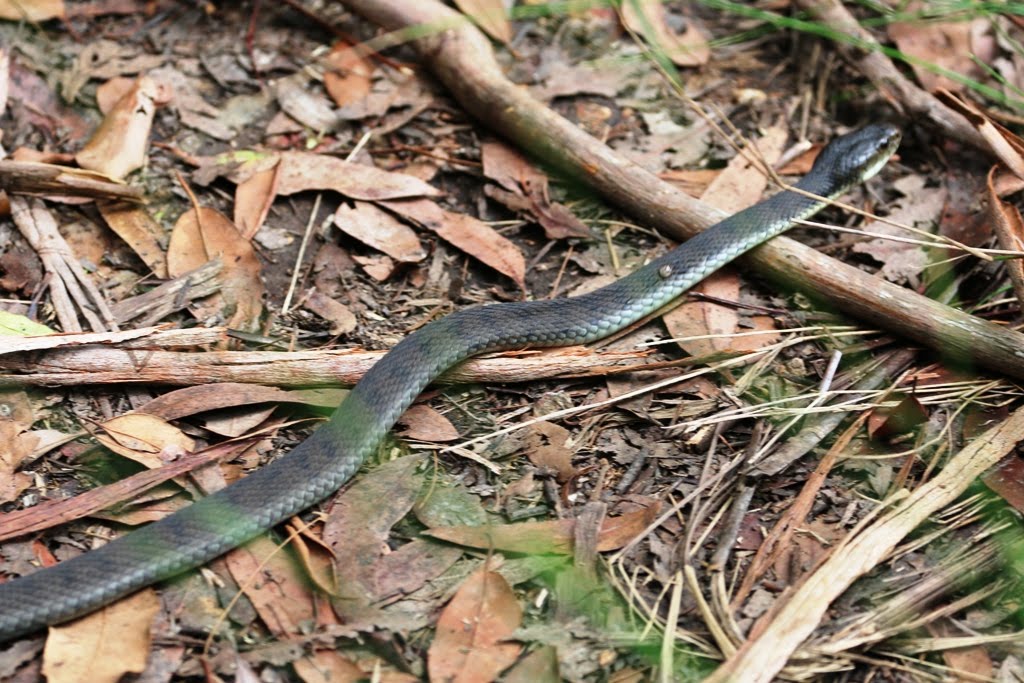 National Park Odyssey: Boggy Creek Walk, Whian Whian Conservation Area ...