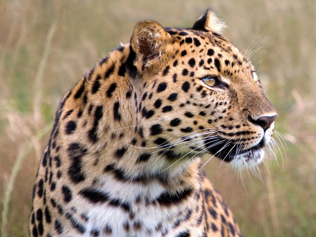 Diferença entre Leopardo e Guepardo ~ Mundo Animal