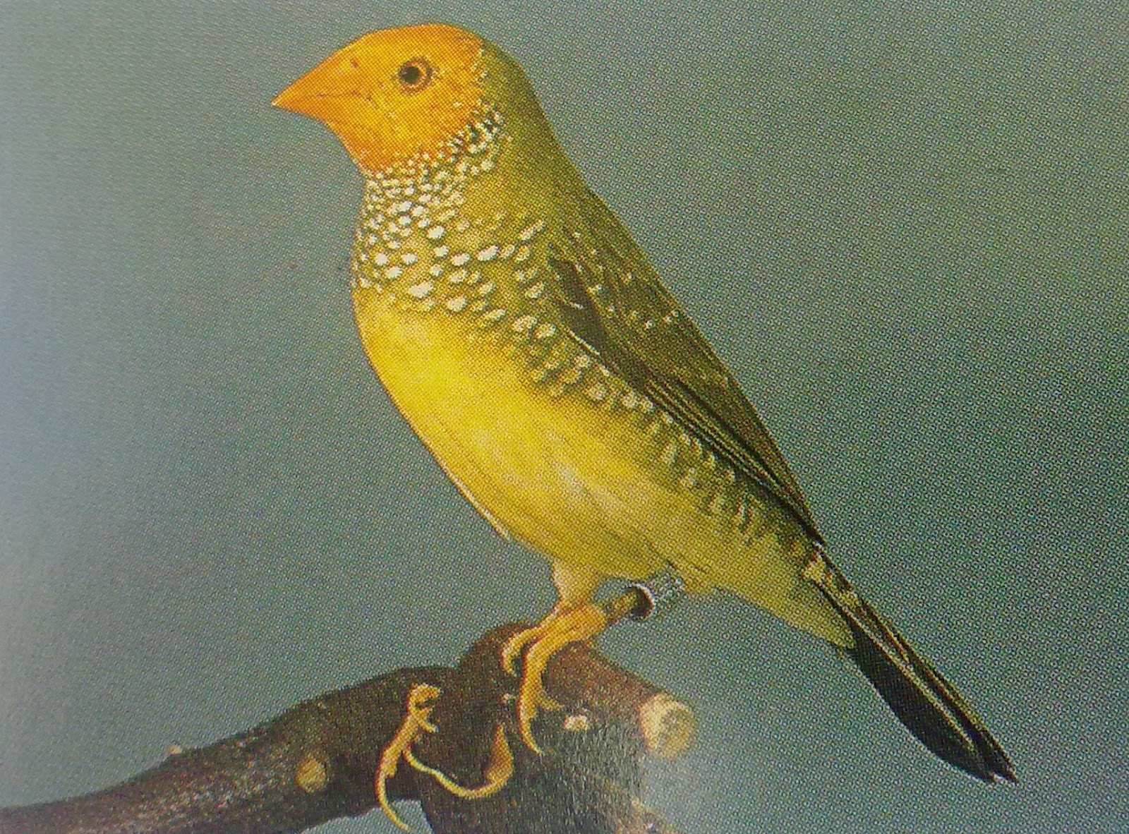 Australian Birds Star Finch Sex Differences