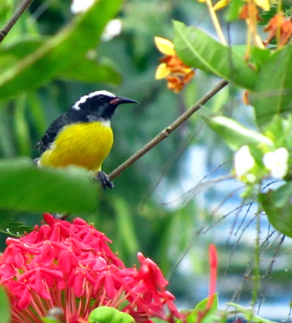 Hiking Curaçao - Flora and Fauna: Bananaquit - Geelbuikje - Barika Hel