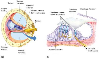 Mengenal Lebih dekat Anatomi Telinga Manusia - Biologi Edukasi: Belajar ...
