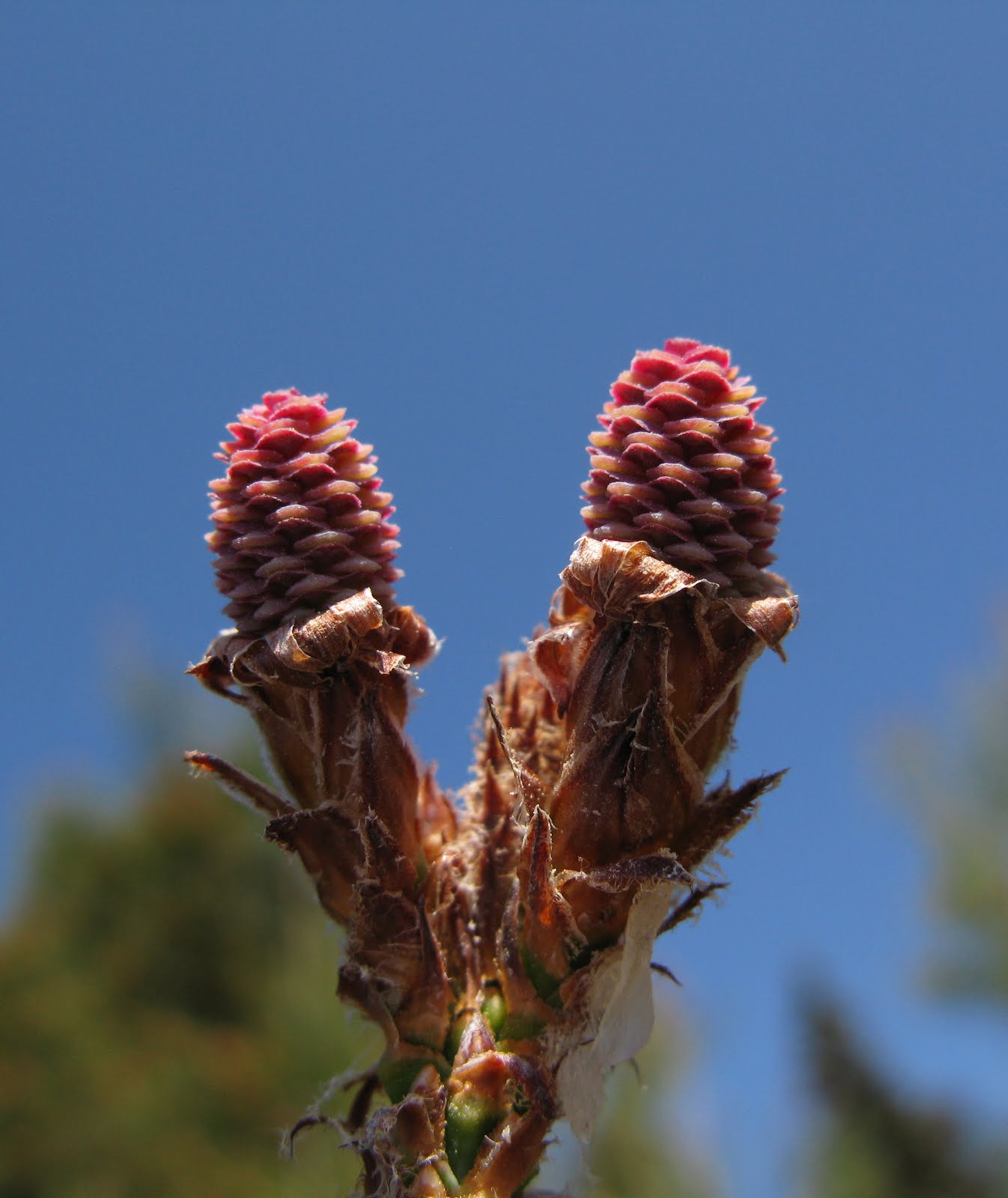 Flores y Palabras: Flores de pino