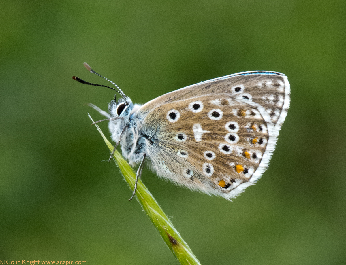 Postcards from Sussex: Early morning at Mill Hill