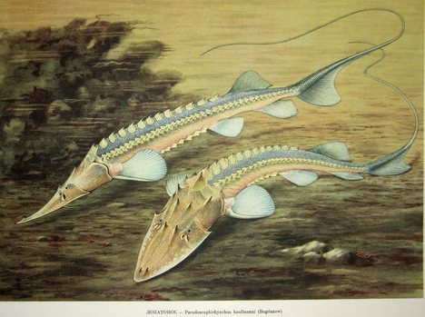 KARAKALPAKSTAN BLOG: Aral Sea Entry in the Encyclopedia Britannica 1911