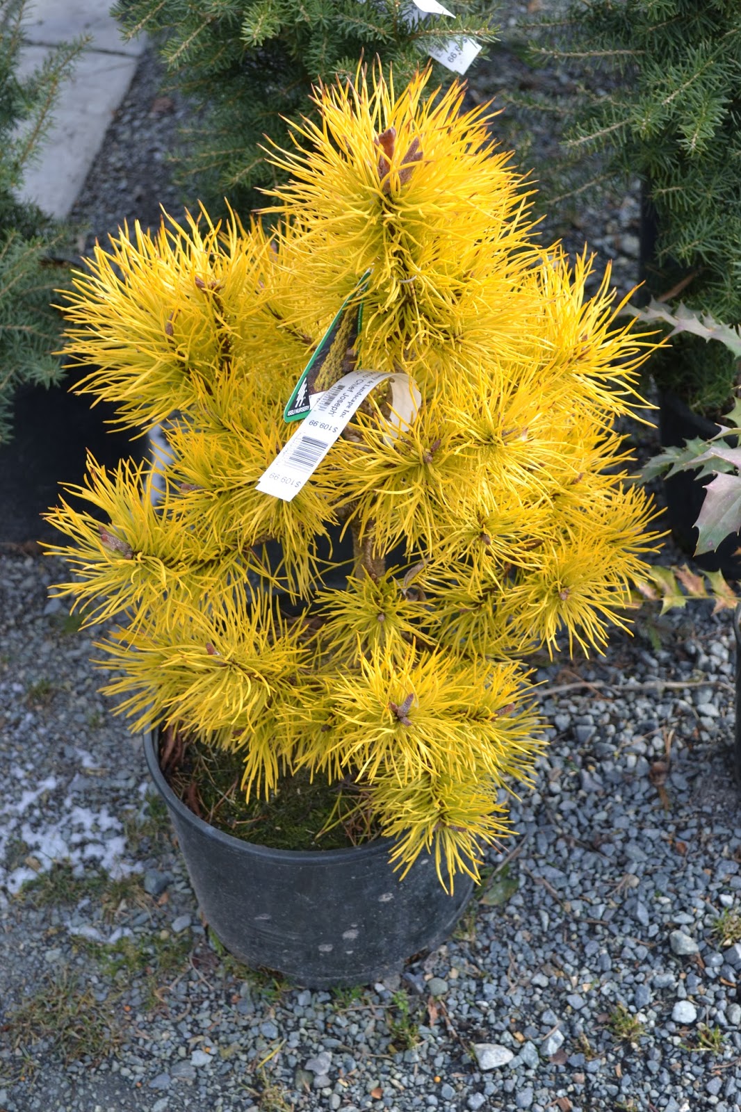 The Outlaw Gardener: A Winter Visit to Alpine Nursery