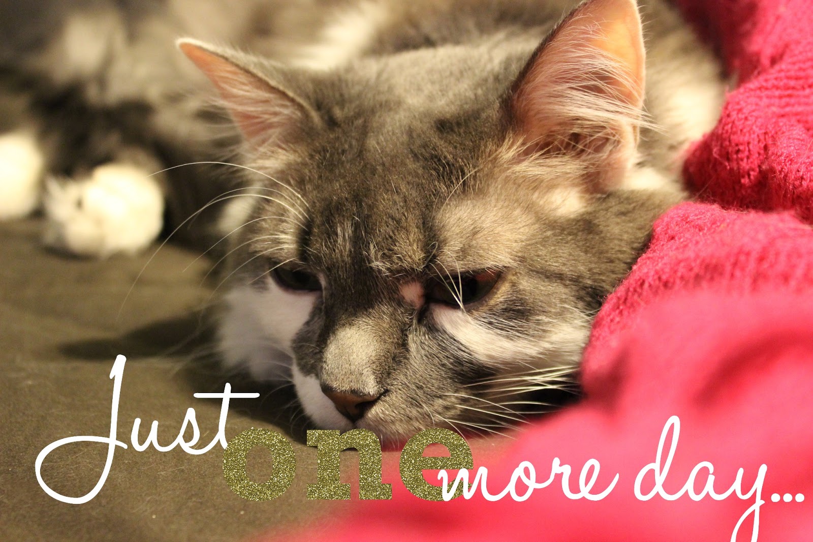 Penniless Socialite: Just One More Day Off...