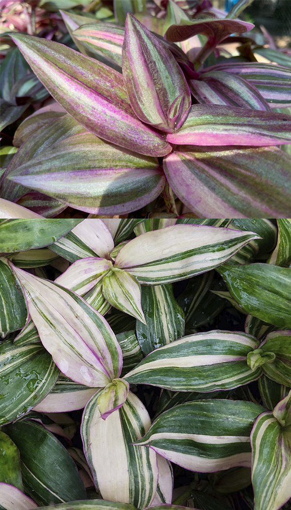 Commelinaceae Research: Tradescantia zebrina : varieties, cultivars ...
