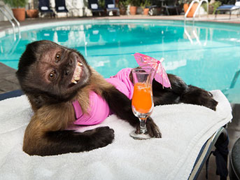 İki Ters Bir Yüz: Hollywood’un en zengin maymunu