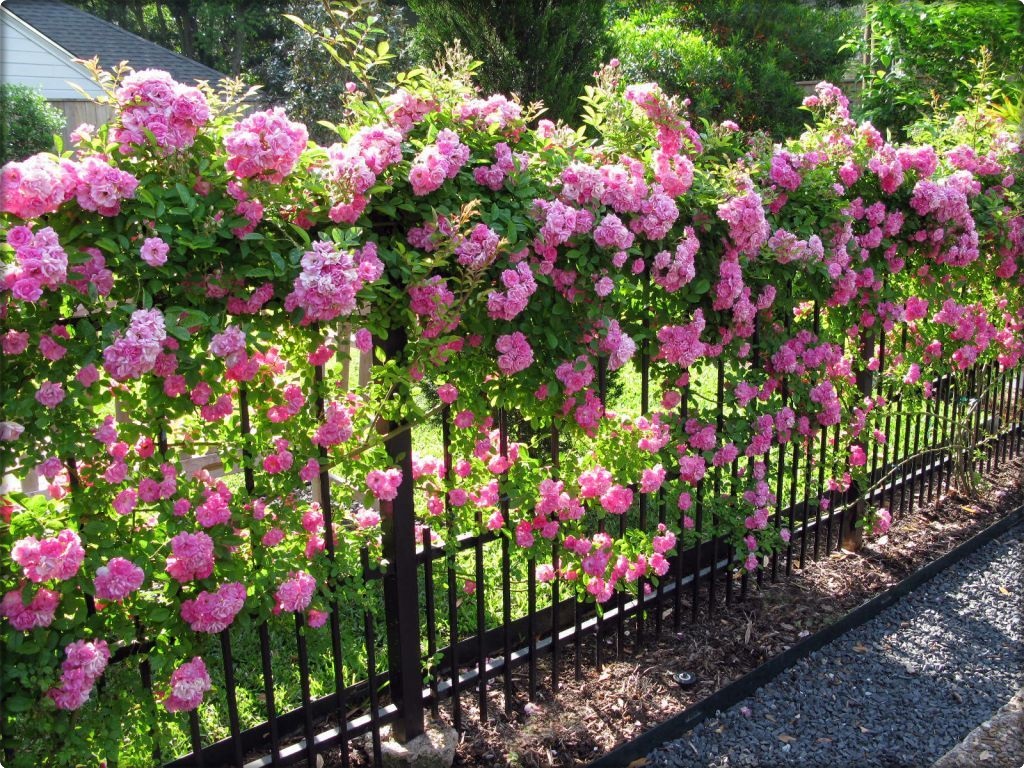 13 Best Climbing Roses for you Gardens