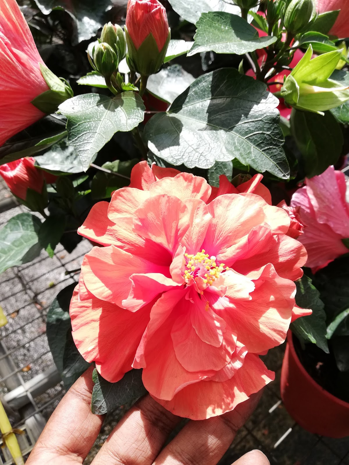 Garden Chronicles of James David: Hawaiian Dwarf hibiscus - Hibiscus ...