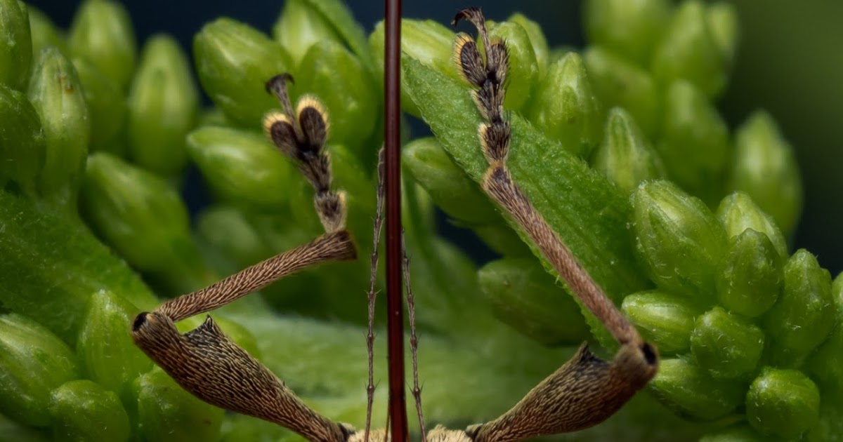 Eye To Eye With Nature: Notes, Observations, and Tips