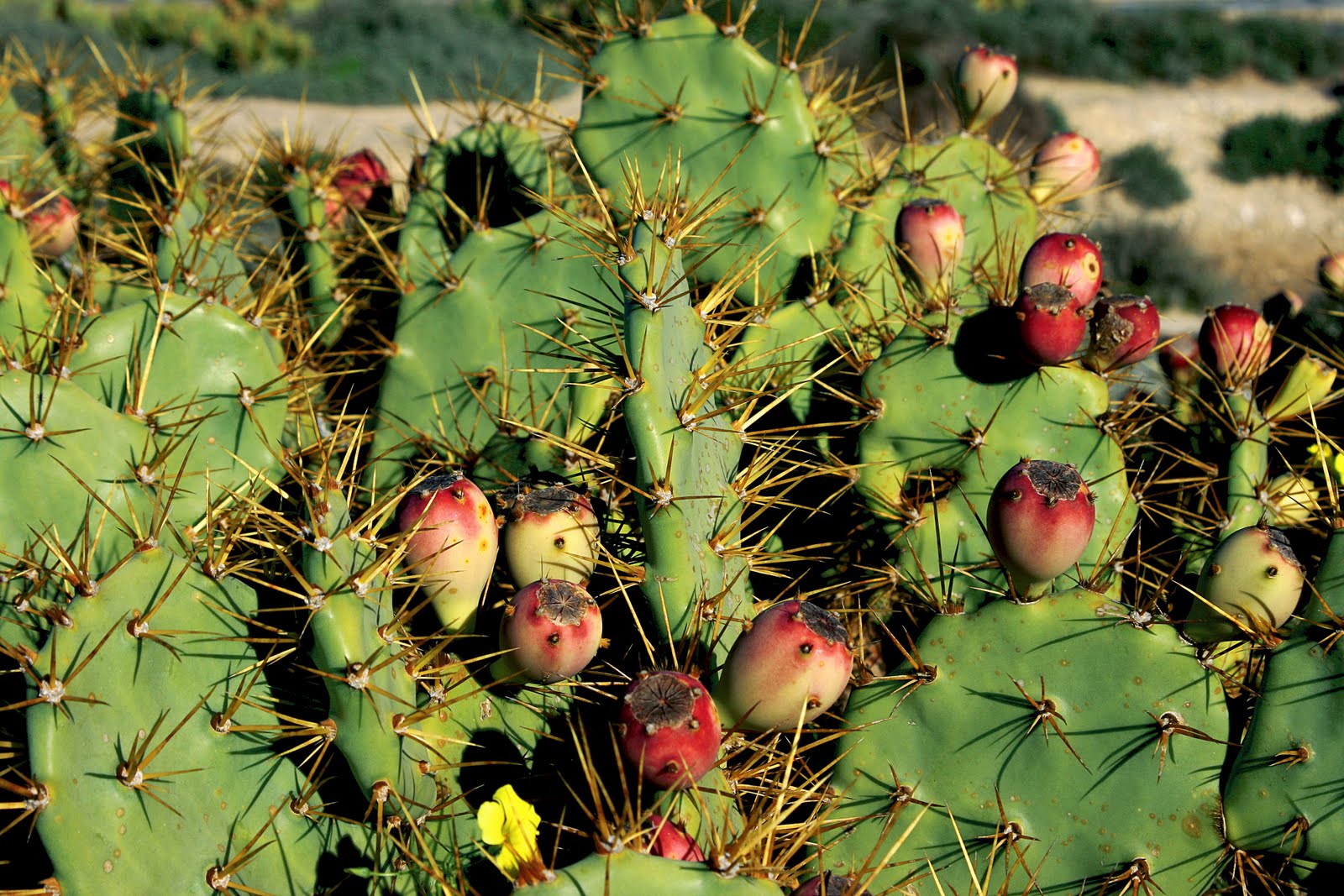 Entorno a Jerez: Un cercano dulzor: higos chumbos y chumberas en la ...