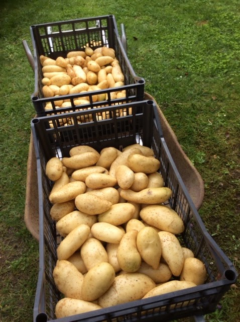 PASSION TOMATES: Debut de récolte des pdt spunta