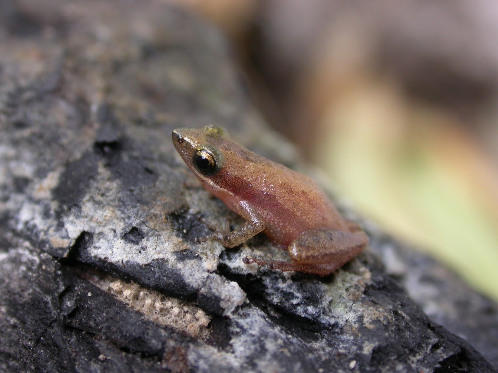 Earth and Space News: Cricket-Chirping, Side-Striped, White-Bellied ...