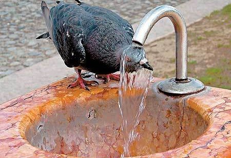 All Wallpapers: Funny Pigeons Wallpapers 2013