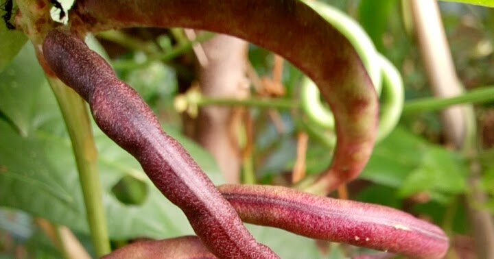 Akidi (Black Bean) - DA247ads