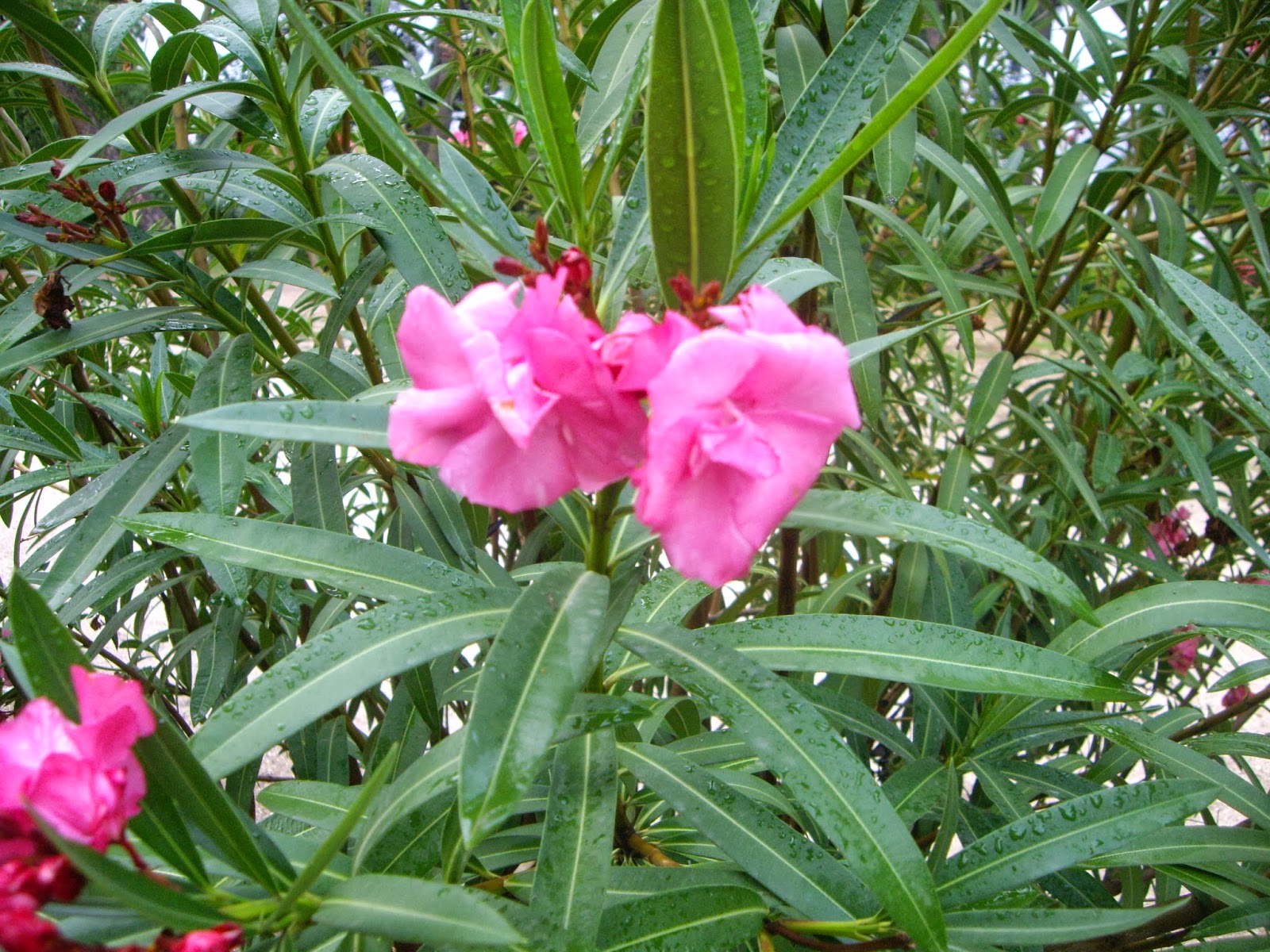 La Mar de VeRde: NERIUM OLEANDER O ADELFA