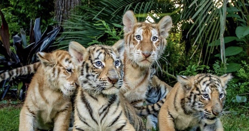 WMS Tiger Team: Happy Friday