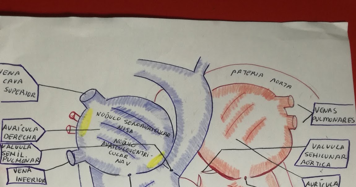 Anatomía Aplicada con Llumi