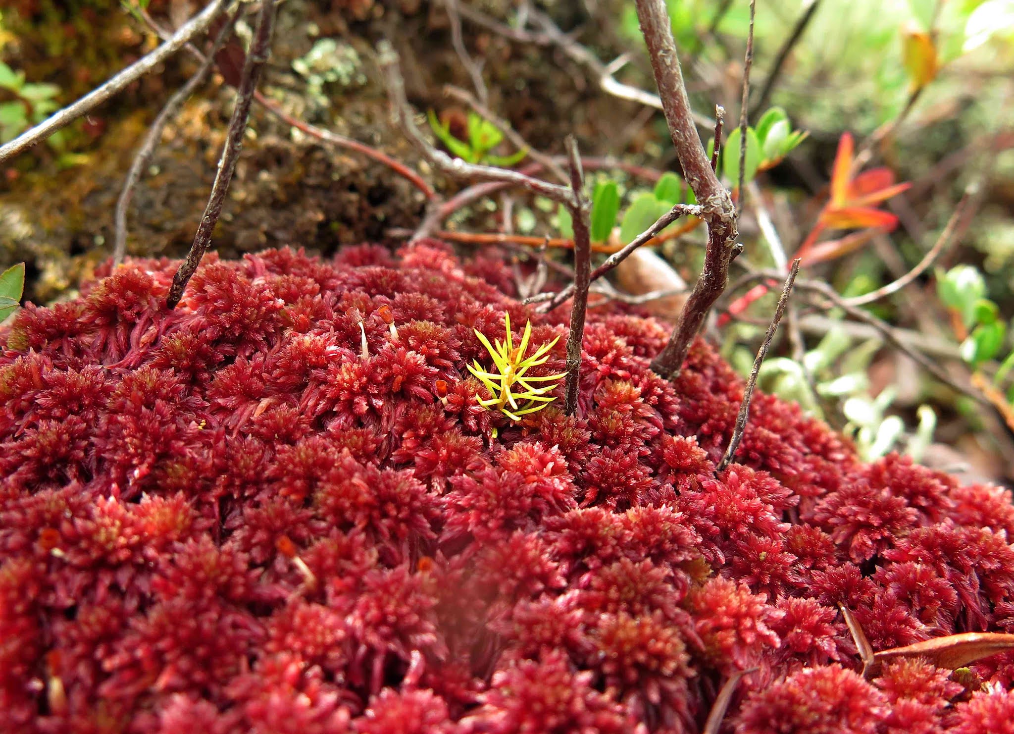 Saratoga woods and waterways: Late Summer, Lens Lake