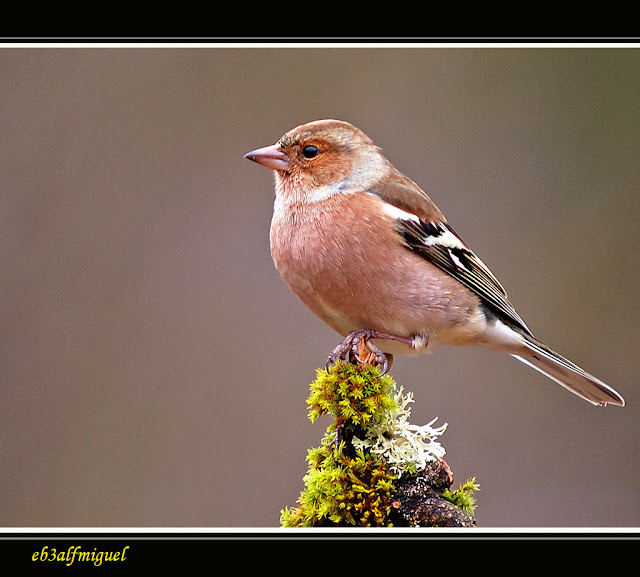 MIS AMIGAS LAS AVES: Pinzón vulgar (fringilla coelebs)