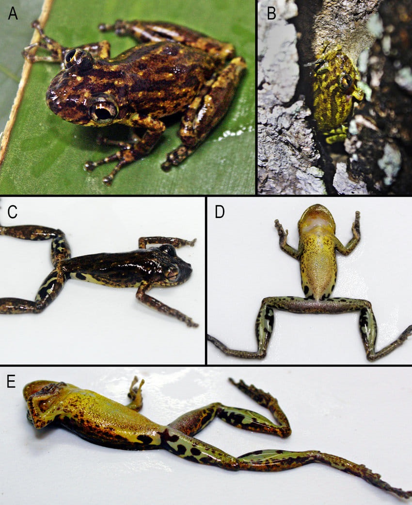 Species New to Science: [Herpetology • 2021] Scinax tropicalia • A New ...