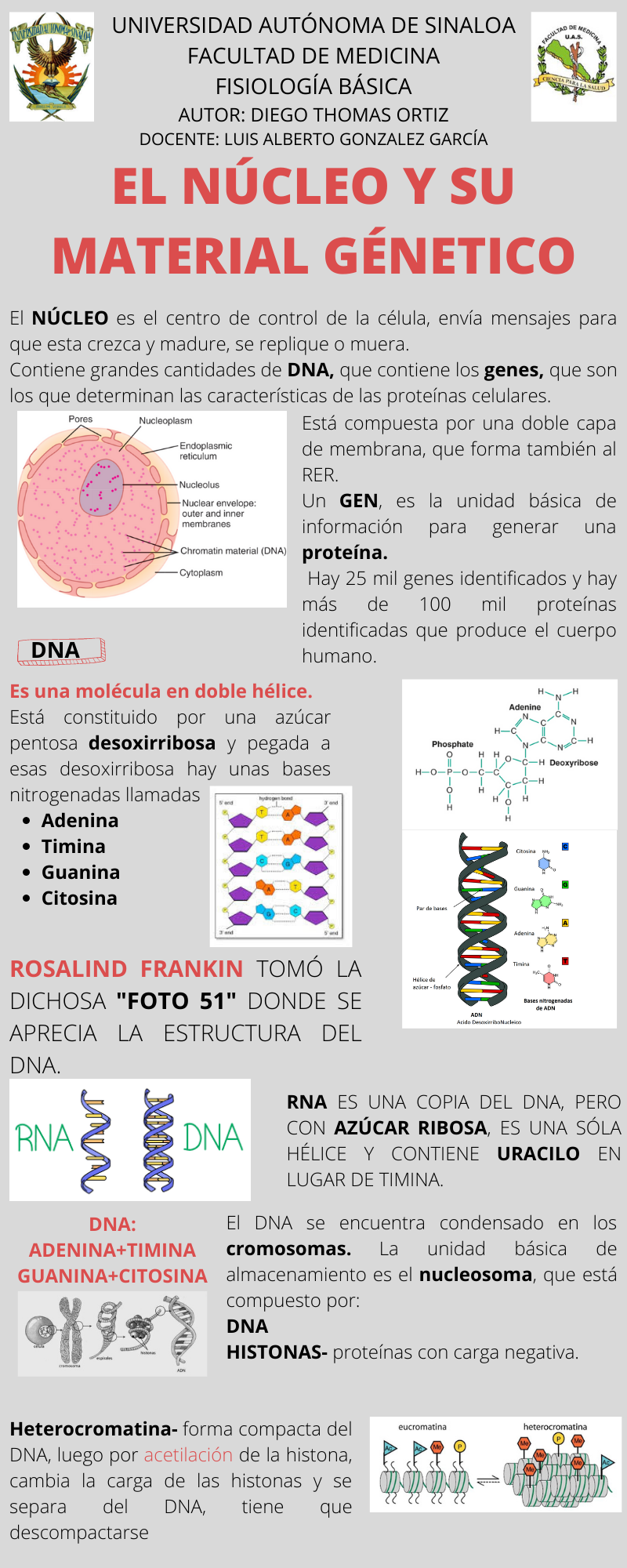 NÚCLEO Y SU MATERIAL GÉNETICO
