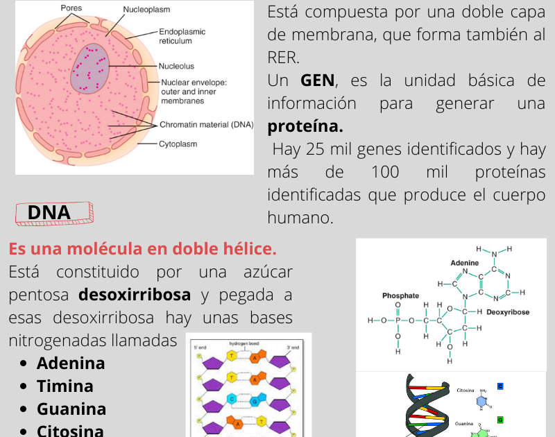 NÚCLEO Y SU MATERIAL GÉNETICO